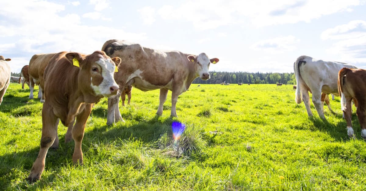 Här finner du våra produkter! - Scan Sverige Foodservice